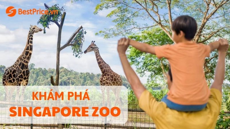 Kinh nghiệm khám phá Singapore Zoo từ A tới Z - BestPrice
